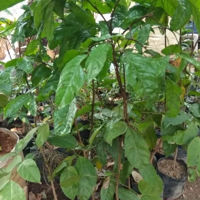 Jual Bibit Jengkol Super Pohon Jengkol Tanaman Jengkol Unggul | Lazada ...