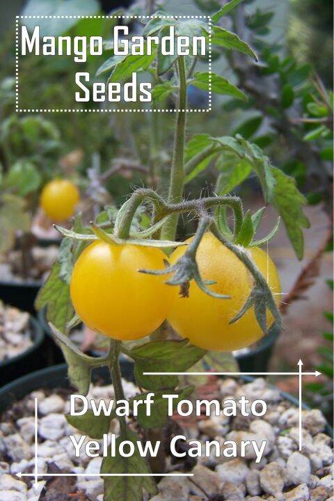Dwarf Yellow Canary Tomato Seeds - 5 Seed *Pot Friendly* Tanam Pasu ...
