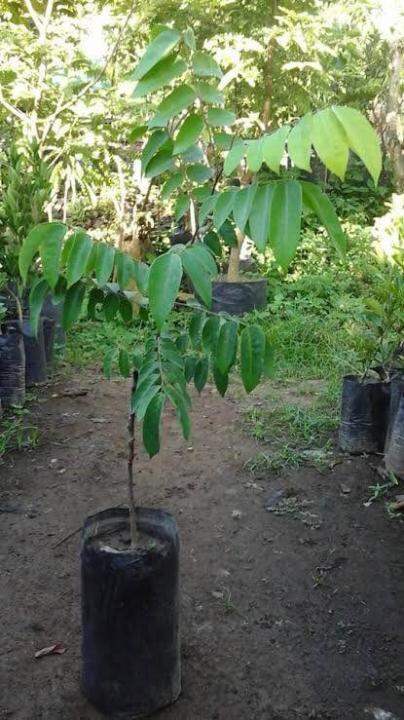 balimbing dwarf very sweet seedlings | Lazada PH