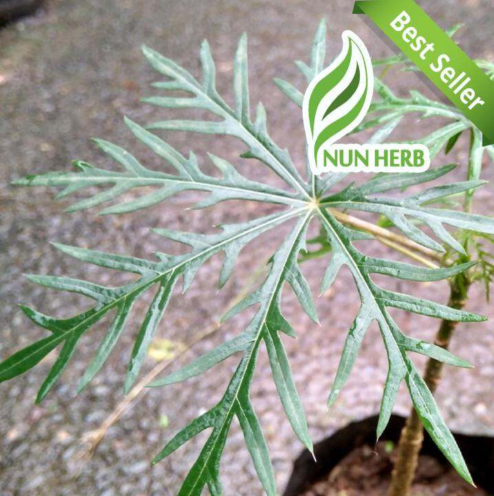 Bibit Tanaman Yodium - Betadine - Pohon Buah Jarak Tintir - Herbal ...