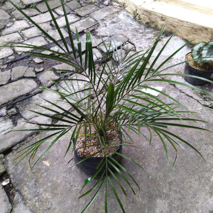 Tanaman palem phoenix atau ponix | Lazada Indonesia
