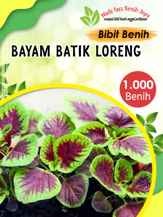 1000 biji Benih bayam belang / bibit bayam batik loreng | Lazada Indonesia