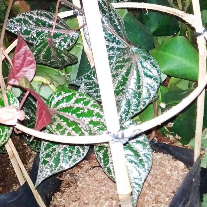 tanaman hias sirih merah-sirih merah-tanaman sirih merah gantung ...