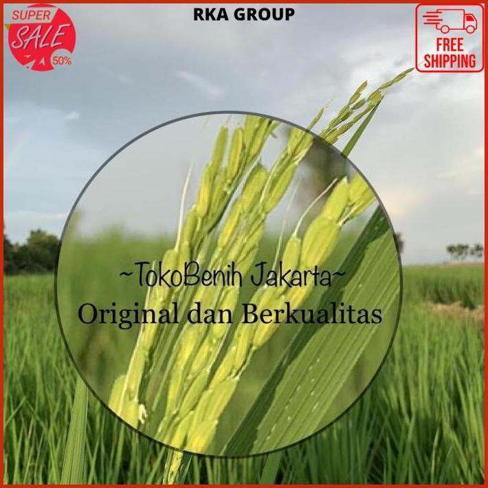 Benih Bibit Padi Pandan Wangi Super Dijamin Puas | Lazada Indonesia