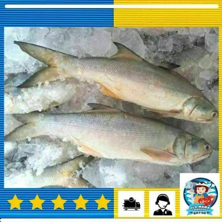 Indonesia Wild Catch Threadfins Senangin Fish / 印尼海野生马友鱼 (800-900gm ...