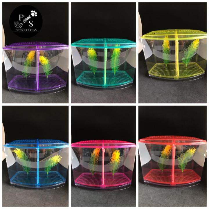 Aquarium 2 Sekat Ikan Hias / Ikan Cupang / Akuarium Akrilik / Akuarium ...