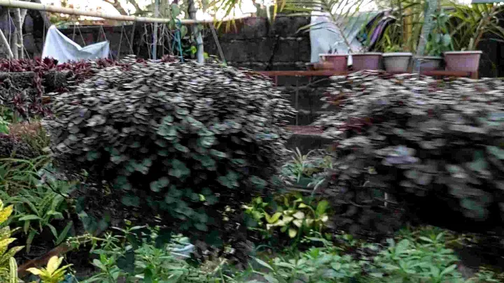 TURTLE VINES LIVE PLANT | Lazada PH