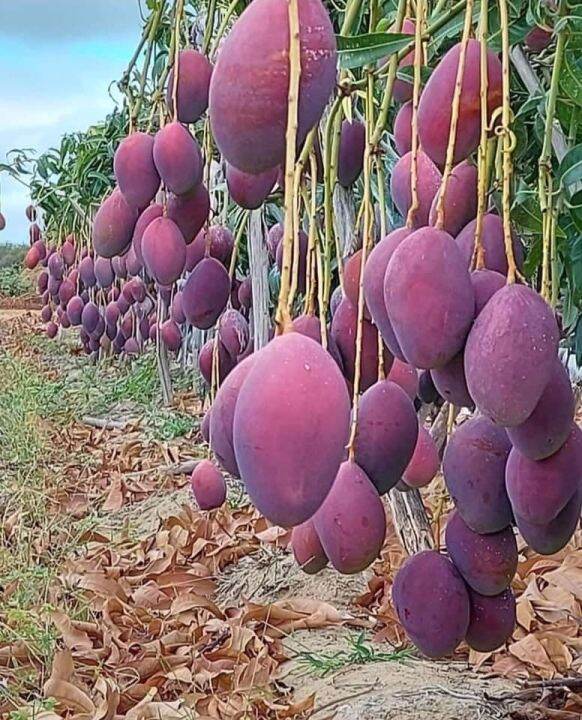 Pokok mempelam irwin pokok kahwin Pokok Buah Pelam irwin ready stock ...