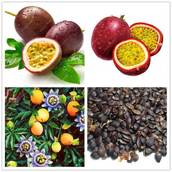 20 Pcs Passion Fruit Seeds Benih Bunga Keladi Viral Fruit Seeds Flower ...