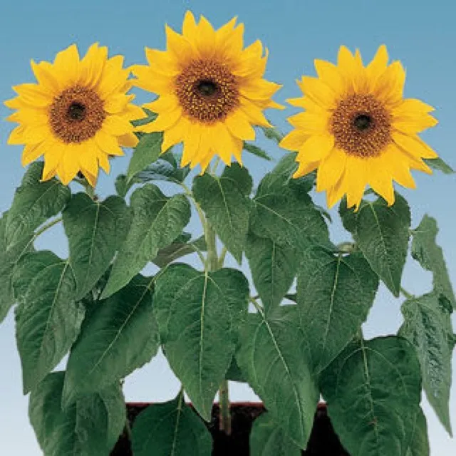 Elf sunflower flower plant seeds | Lazada PH