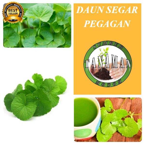 DAUN PEGAGAN / ANTANAN SEGAR 250 GRAM | Lazada Indonesia