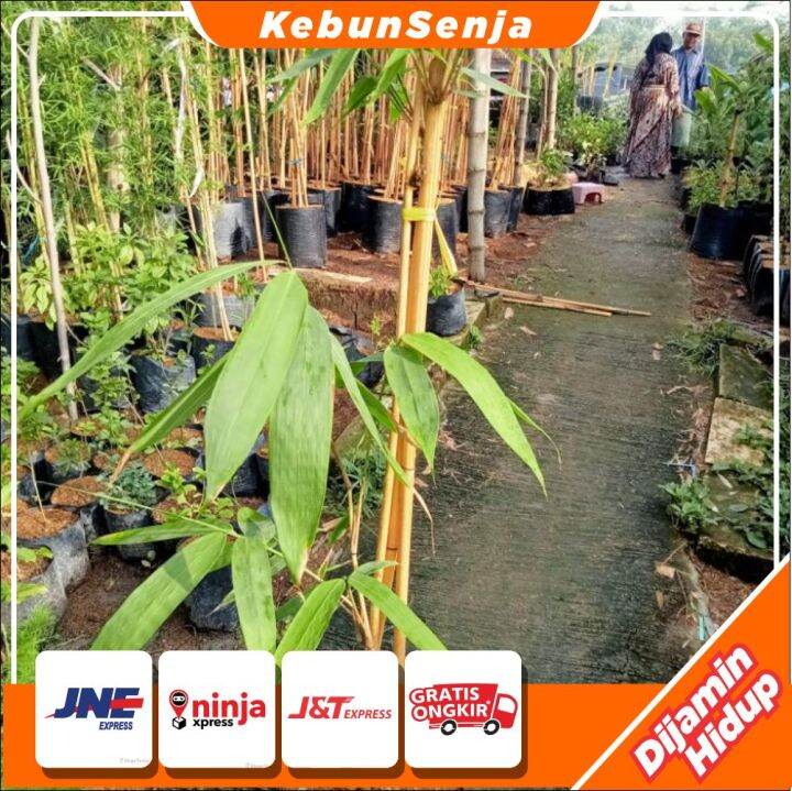 tanaman hias bambu Ampel bambu kuning ukuran 1 meter | Lazada Indonesia
