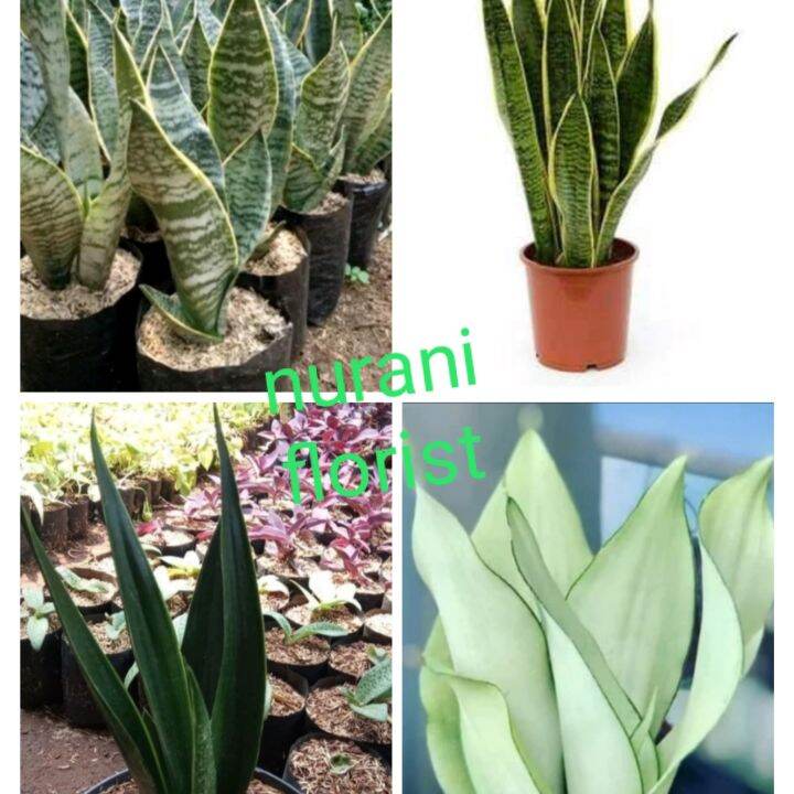 Paket 4 jenis tanaman sansivera | Lazada Indonesia