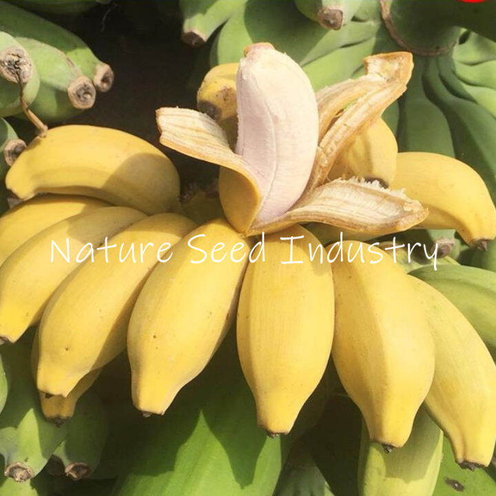 Rare Mini Dwarf Banana Tree Seeds Fruit Trees Live Plants Air Purifying ...