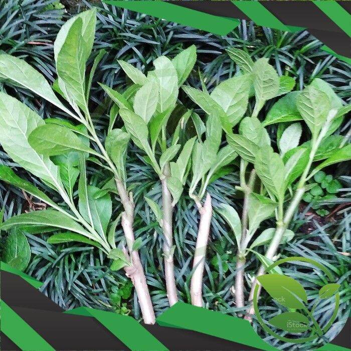 Tanaman herbal Stek teh cina stek batang teh cina DAUN AFRIKA | Lazada ...