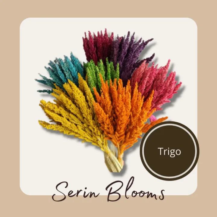 pinakamabenta ♡Local Dried Trigo sold per bundle | Lazada PH