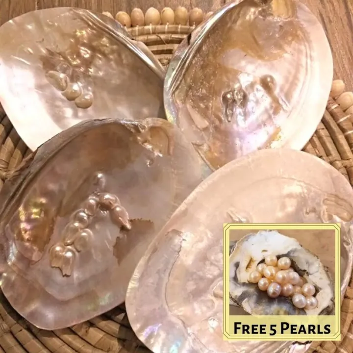Mabe Mother of Pearl Shell with 5 Free Loose legit White Pearls Jewelry ...