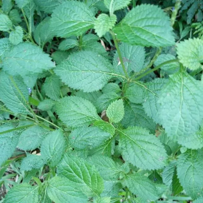 Daun pecut kuda atau jarong 1kg | Lazada Indonesia