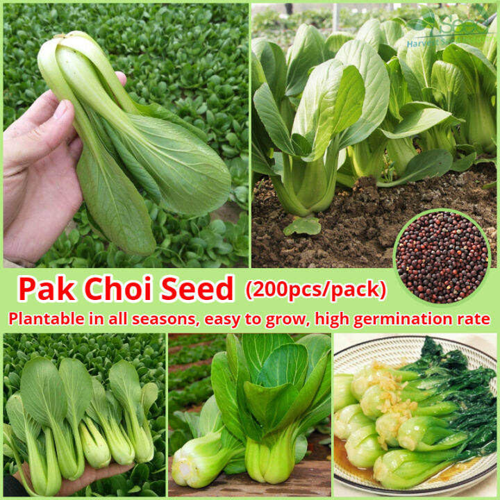 [100% Fresh Seeds] Biji Benih Pak Choi Pak Choy Seeds Vegetable Seeds ...