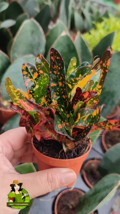 Dwarf Croton 'Mammy' with FREE white plastic pot, pebbles and garden ...