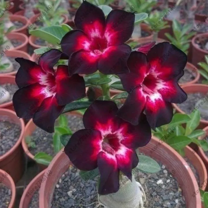 Multi-Petals Adenium Obesum Double-Petals Desert Rose Plant Seed Home ...