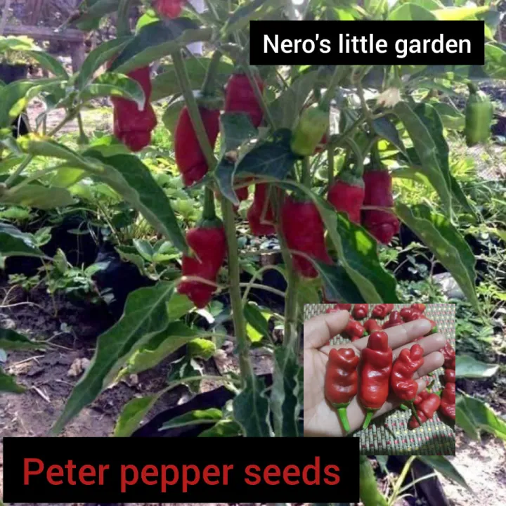 Nero's Peter Pepper. Seeds (12pcs per pack) | Lazada PH