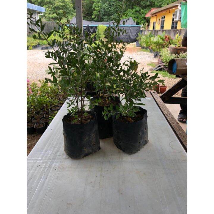 Anak Pokok Inai / Henna Plant sapling / Mehandi plant ready to use ...