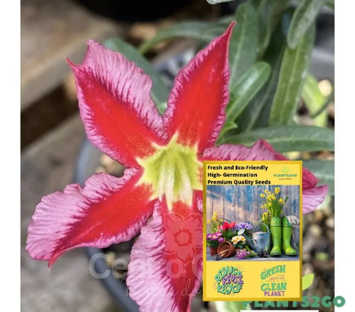Single Star Adenium Seeds Hybrid ZX10 -High germination Flower Plant ...