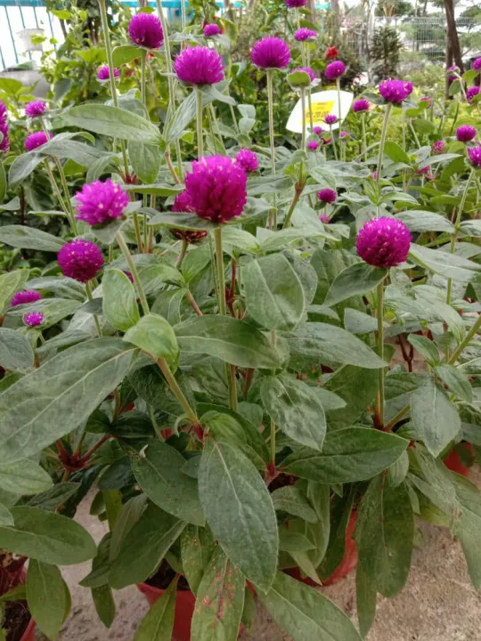 Gomphrena / Globe Amaranth / Bachelor's Button / Vadamalli / Bunga ...
