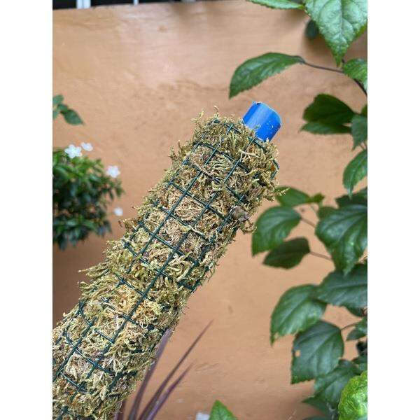 Moss Poles with PVC by Mamu's Plants | Lazada PH