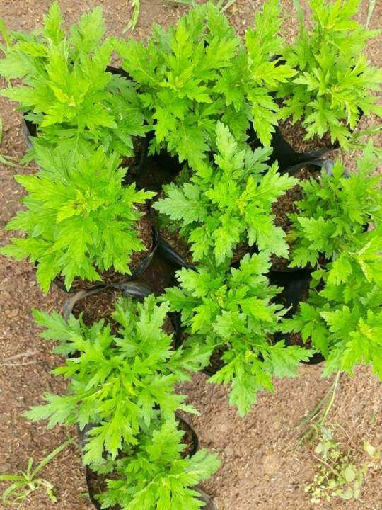 Damong Maria (Herb Plant) - Free pot and white pebbles | Lazada PH