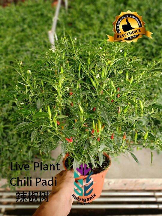 [Hot Selling] Pokok Cili Padi Berbuah Lebat Dalam Pasu Lada Burung 辣椒树 ...