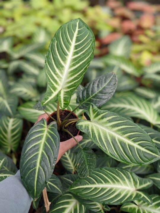 Caladium Lindenii (Small) - Easy Care, Fuss Free Indoor House Plant ...