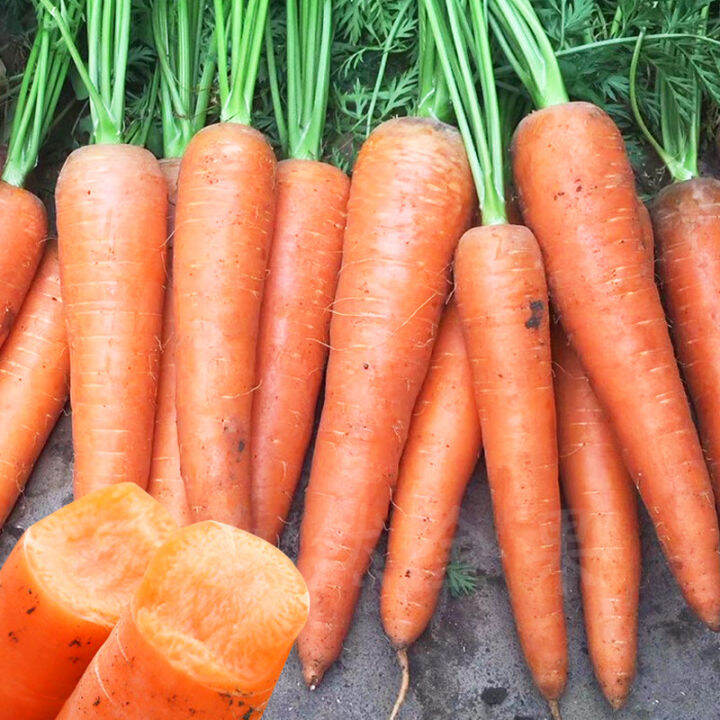 RARE Kuroda Hybrid 3 Red 7-Inch Carrot Vegetable Seeds ( 1400 seeds ...