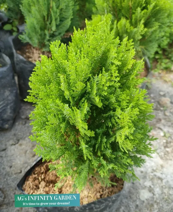 Fan Cypress ( Thuja Pine ) with FREE Plastic pot, Garden soil, and ...
