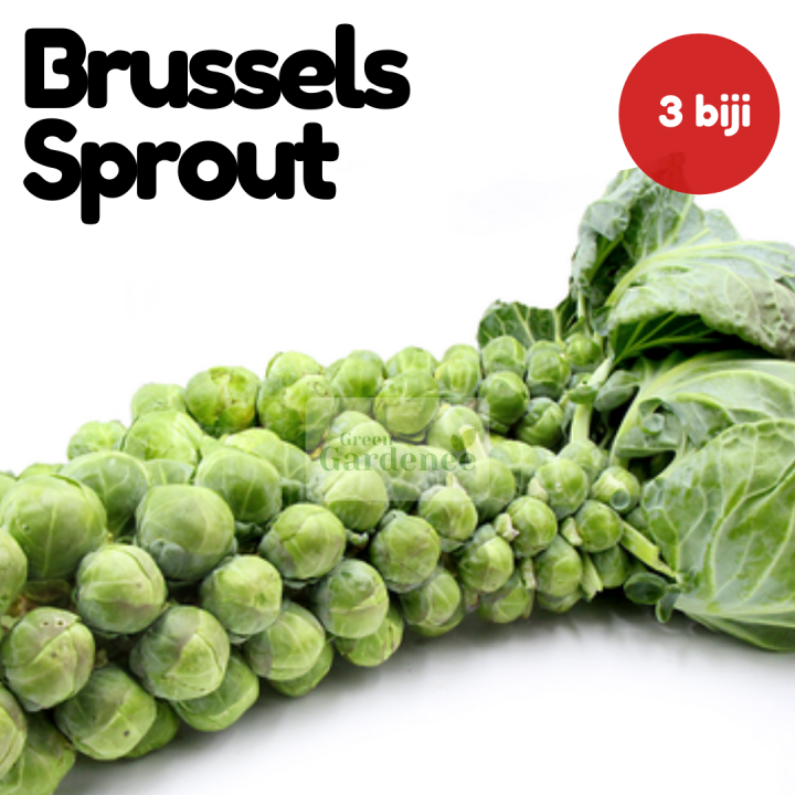 BENIH BIJI BIBIT UNGGUL KOL MINI BRUSSELS SPROUT Kubis Mini Sayuran ...