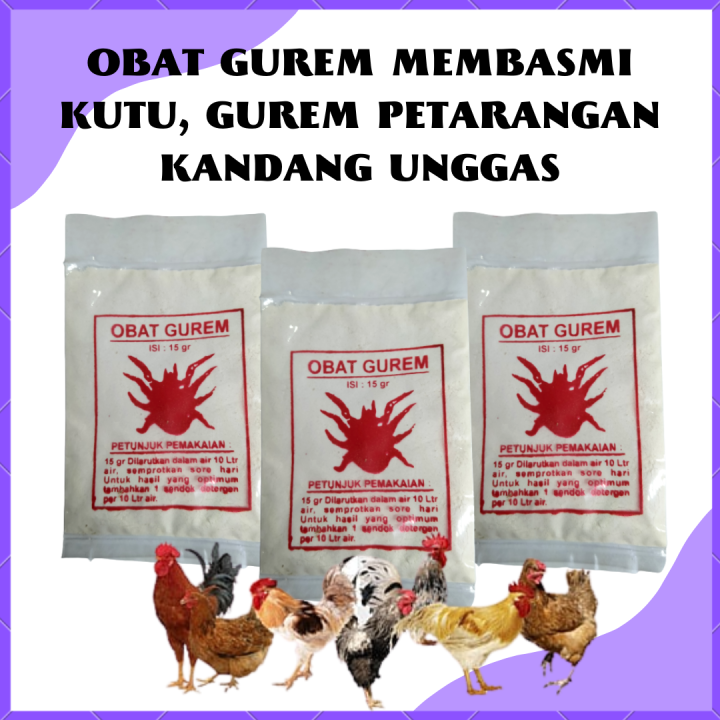 OBAT GUREM MEMBASMI GUREM KUTU PADA PETARANGAN KANDANG UNGGAS AYAM ...