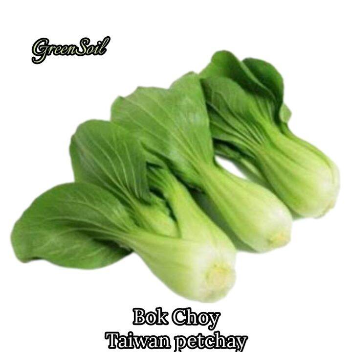 TAIWAN PECHAY SEEDS (BOK CHOY) | Lazada PH