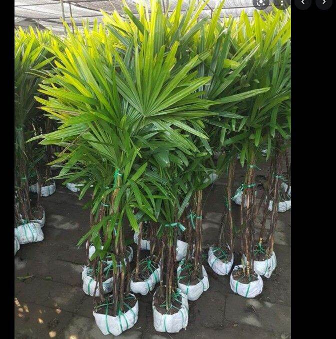 ขาย ต้นจั๋ง สูง120-150 ซม ตุ้มละ 3-4 ต้นไม้ฟอกอากาศจากธรรมชาติต้นสวย ...