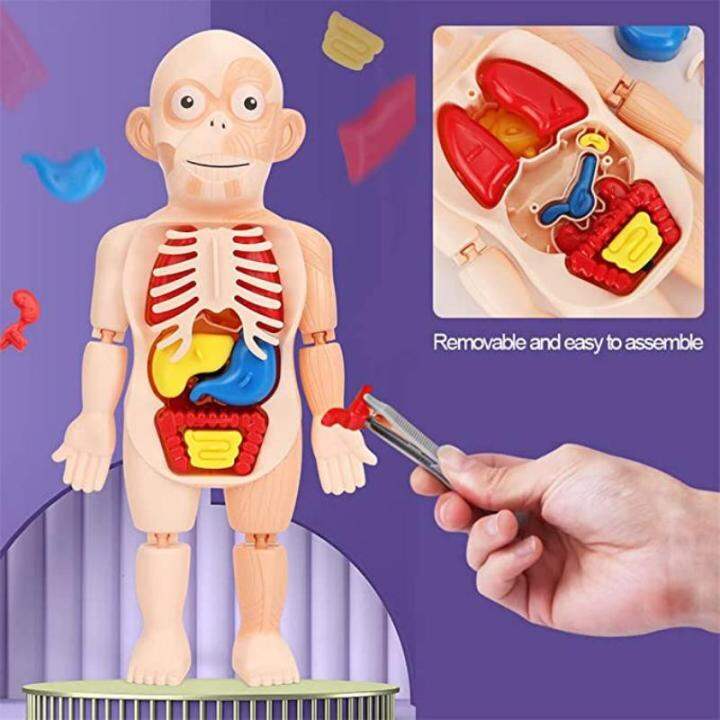 Kid Montessori 3D Puzzle Human Body Anatomy Assemble Model Toy ...