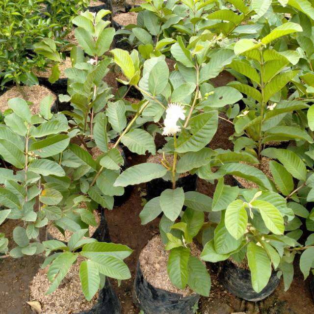 Jambu Batu Kristal, pohon Jambu batu kristal, Tanaman buah Jambu Batu ...