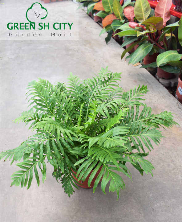 GNC - Polypodium Cambricum 'Coco Fern' Live Plant Pokok | Lazada