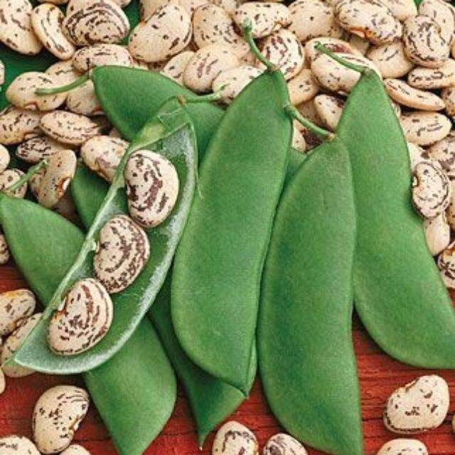 PATANI BEAN / LIMA BEAN (5 seeds) - Vegetable Seeds | Lazada PH
