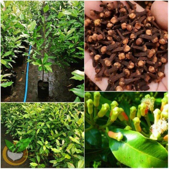 BIBIT TANAMAN POHON CENGKEH CENGKEH SANSIBAR SEMAI BIJI | Lazada Indonesia