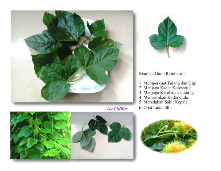 Daun Segar Rambusa 10 Lbr Markisa Mini Permot Rajutan Kaceprek ...