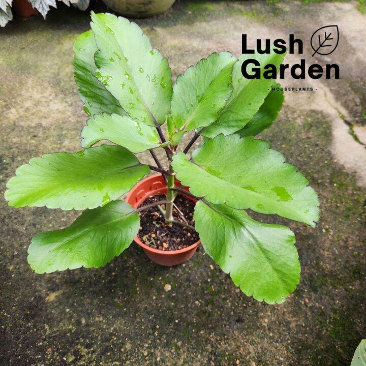 Setawar / Mother of Thousands 落地生根 140mm Outdoor Live Plant Pokok ...