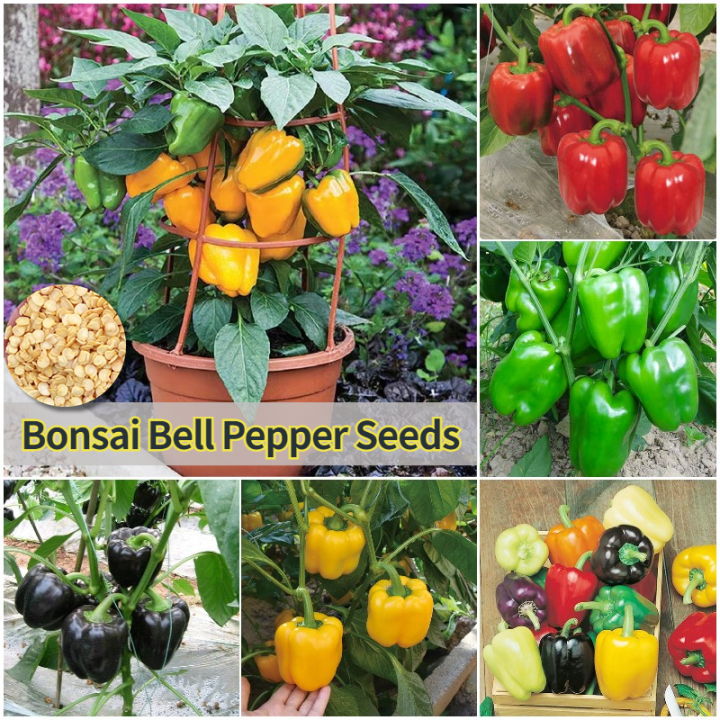 [100% Fresh Seeds] 35pcs Mixed Bonsai Bell Pepper Seeds for Planting ...