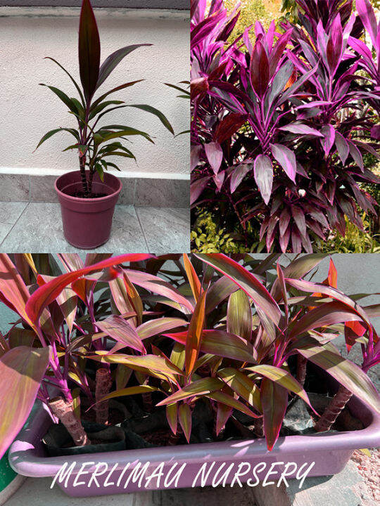 [Merlimau Nursery] Cordyline Fruticosa Real Plant / POKOK JENJUANG | Lazada