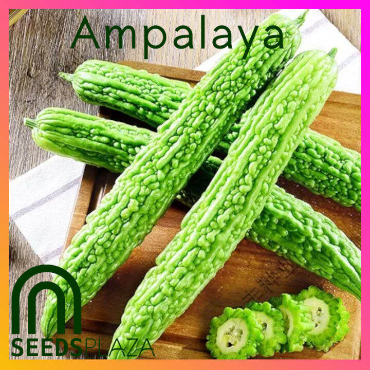 [SeedsPLAZA] Ampalaya F1 Hybrid (4 Seed) for Planting Vegetable Plants ...