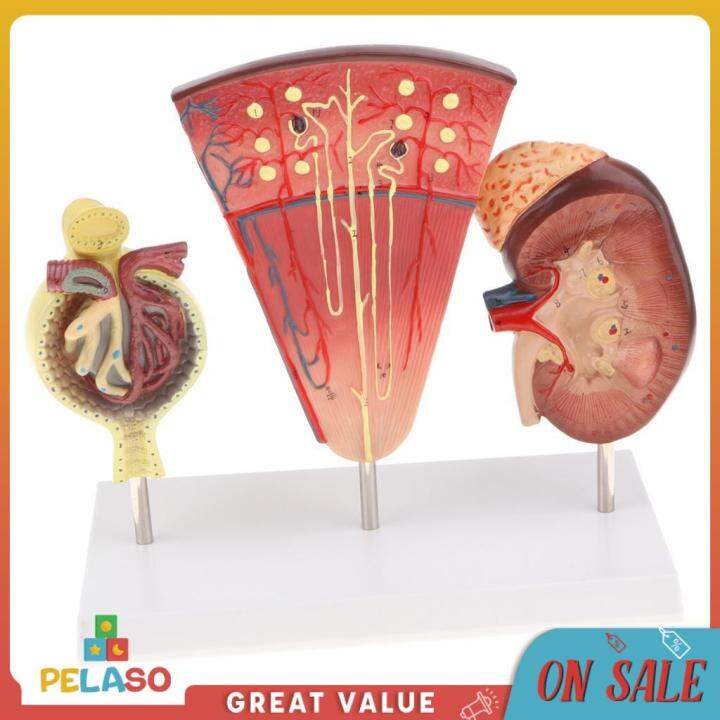 Pelaso Magnified Human Kidney Nephron Glomeruli Structure Anatomical ...